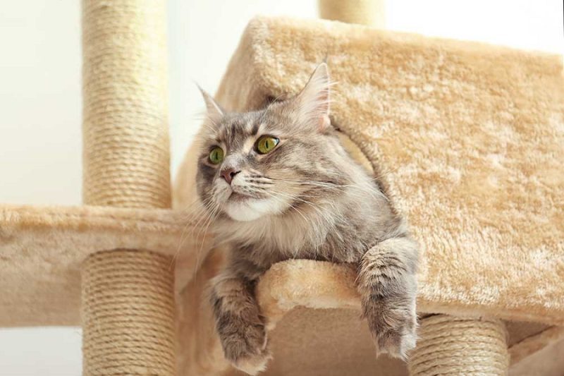 Choisir parmi les différentes sortes d’arbre à chat - De France & Du Monde